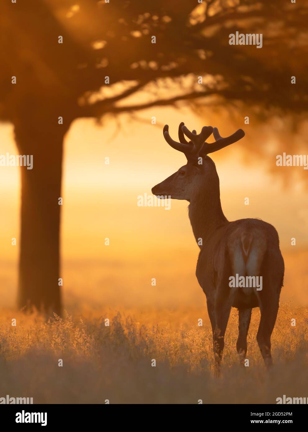 Red deer stag at sunrise in summer, United Kingdom Stock Photo - Alamy