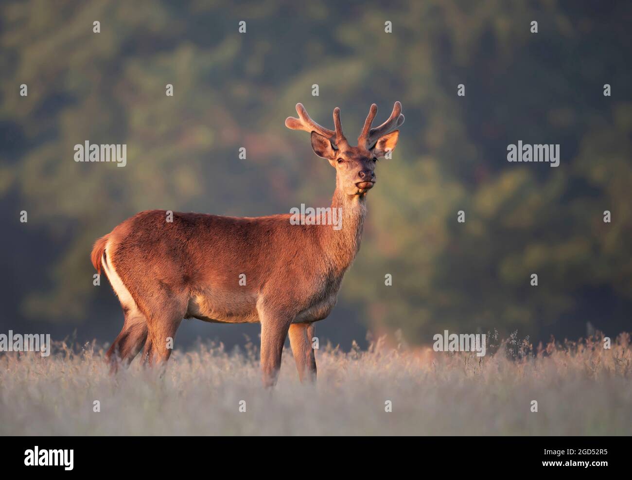 Portrait of a red deer stag with velvet antlers in summer, United ...