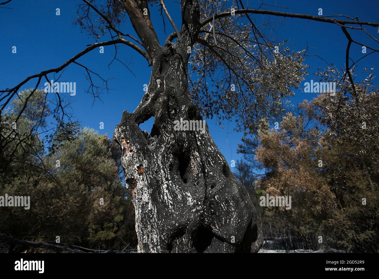 Greece - Parnitha, impressions of the fire damage on Mount Parnitha on ...