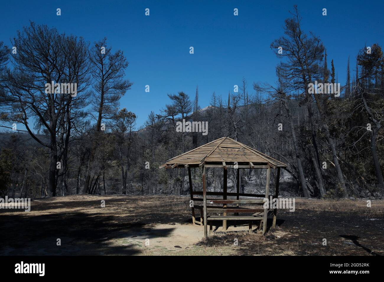 Greece - Parnitha, impressions of the fire damage on Mount Parnitha on ...
