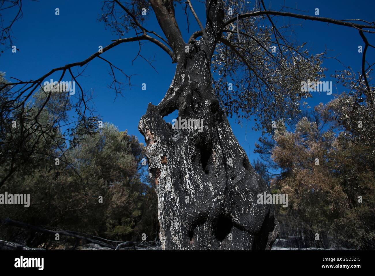 Greece - Parnitha, impressions of the fire damage on Mount Parnitha on ...