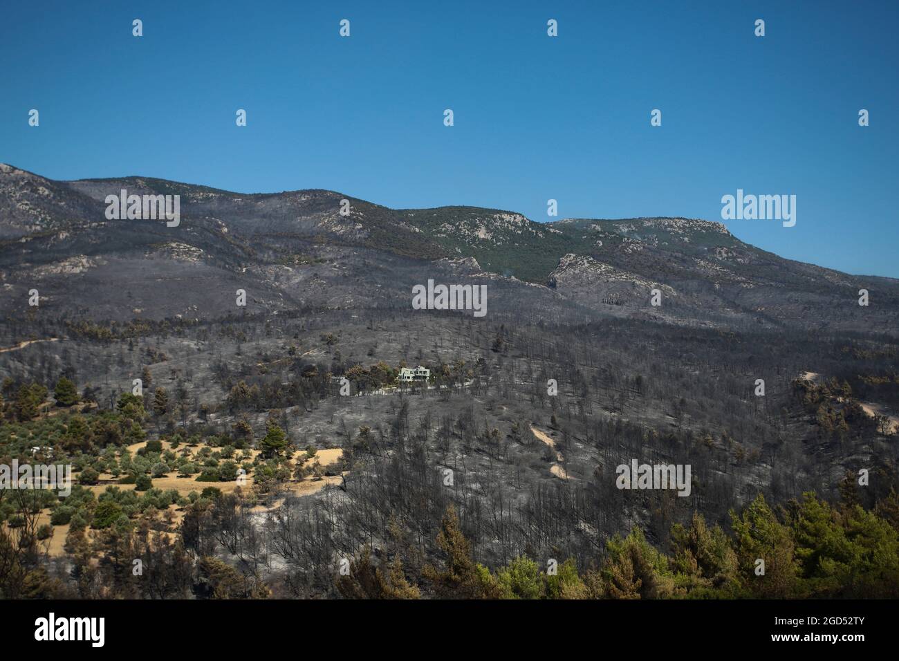 Greece - Parnitha, impressions of the fire damage on Mount Parnitha on ...