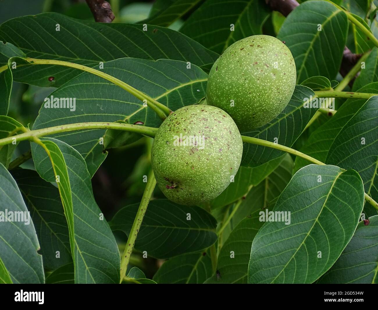 two unripe walnuts in the shell hanging from a walnut tree, with green ...