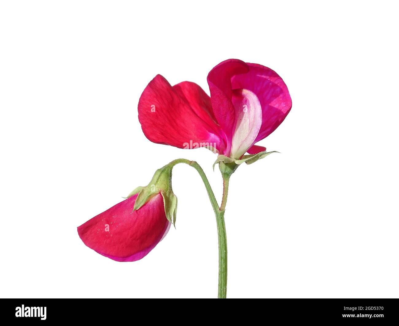 Lathyrus seed hi-res stock photography and images - Alamy