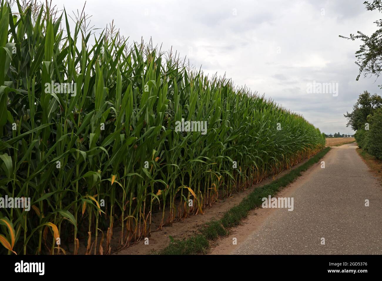 Green corn field on a bright summer day Stock Photo - Alamy