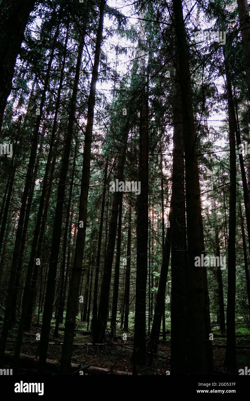 Dark pine forest. Bottom up view of tall dark trees. Vertical photo ...