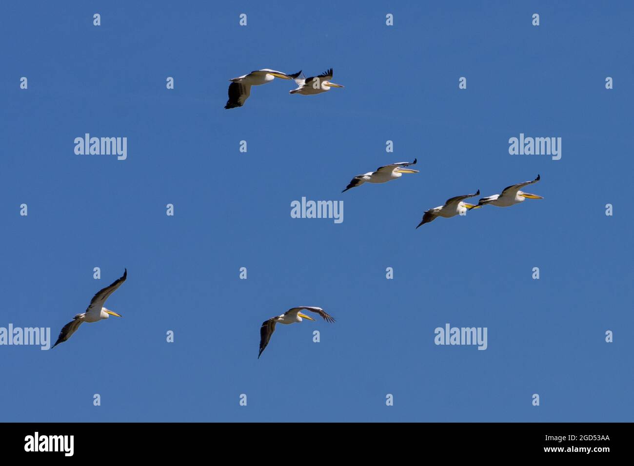 Flock of flying pelicans Stock Photo - Alamy
