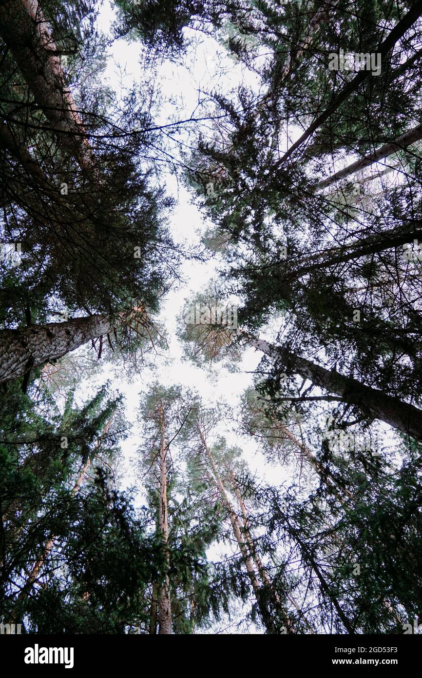 Bottom view of trees in pine forest in autumn. Dark pine forest. Bottom ...