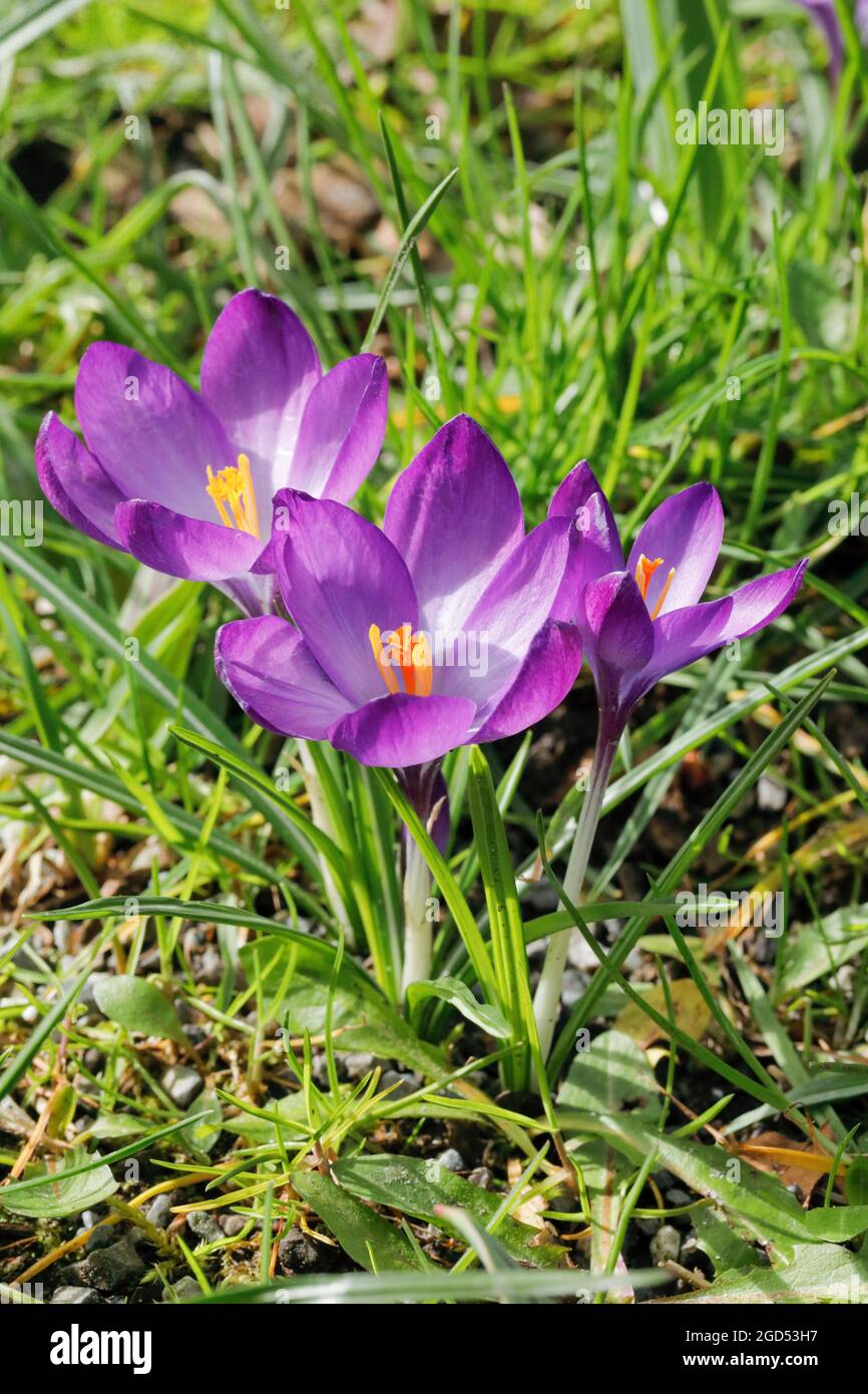 botany, crocus in the spring, NO-EXCLUSIVE-USE FOR FOLDING-CARD ...