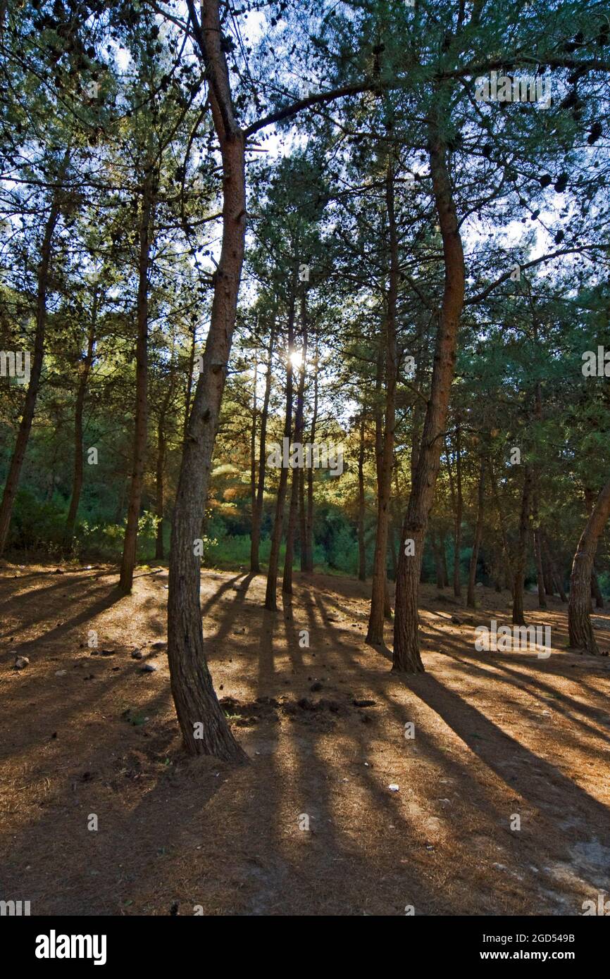 Israeli forest on Mount Carmel mostly introduced pine trees and palms ...