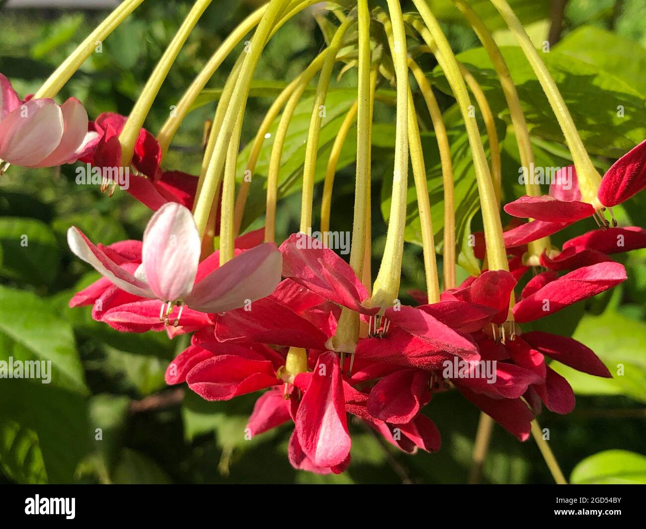 Red wild flower hi-res stock photography and images - Alamy