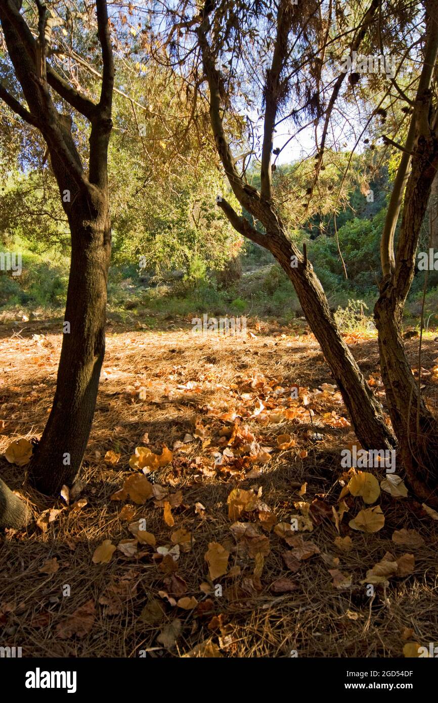 Israeli forest on Mount Carmel mostly introduced pine trees and palms ...