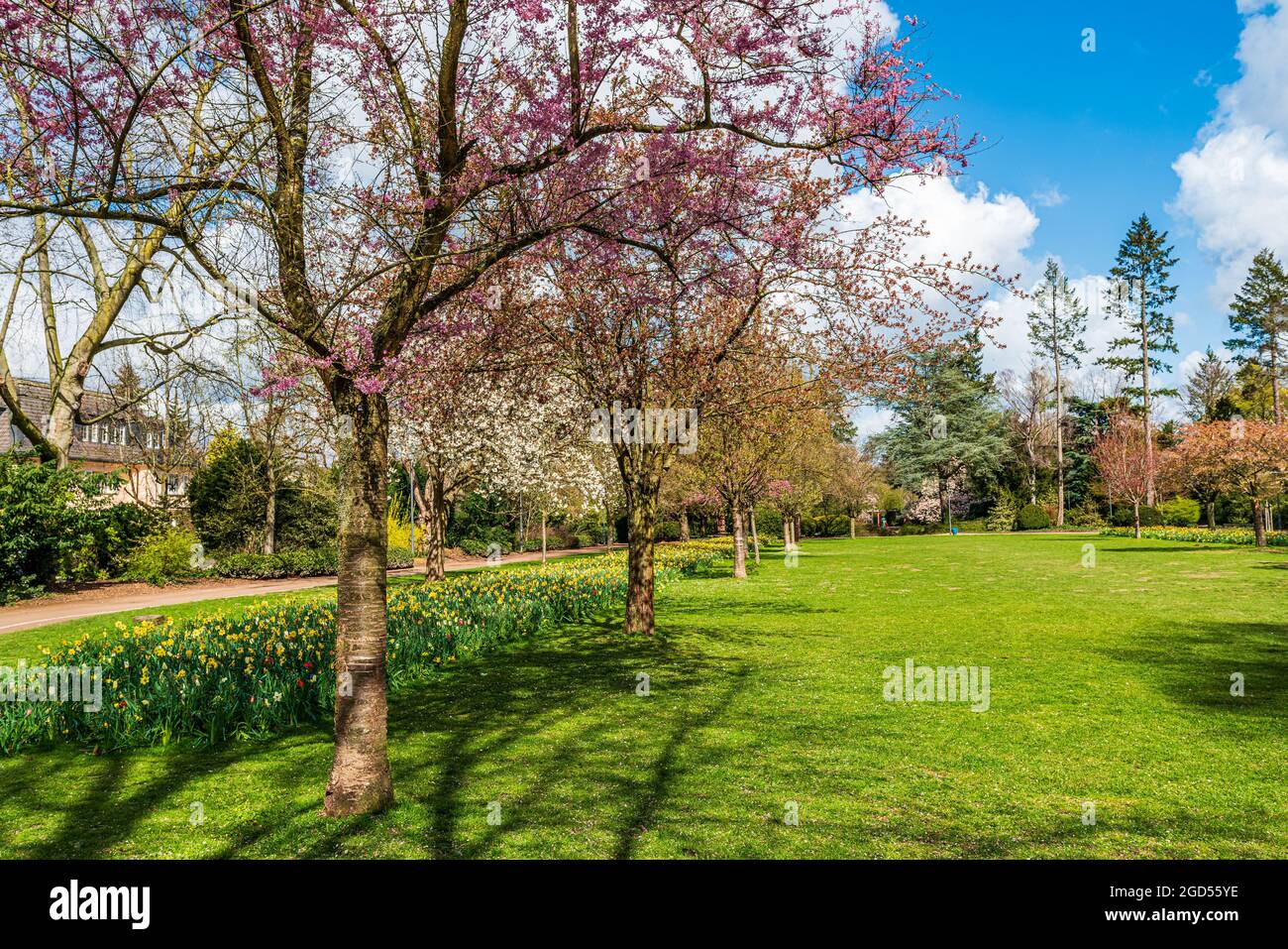 Spring natural background. Cherry Blossoms During Spring Stock Photo ...