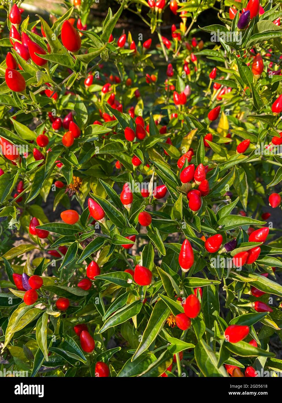 Chilli peppers on tree in the garden Stock Photo - Alamy