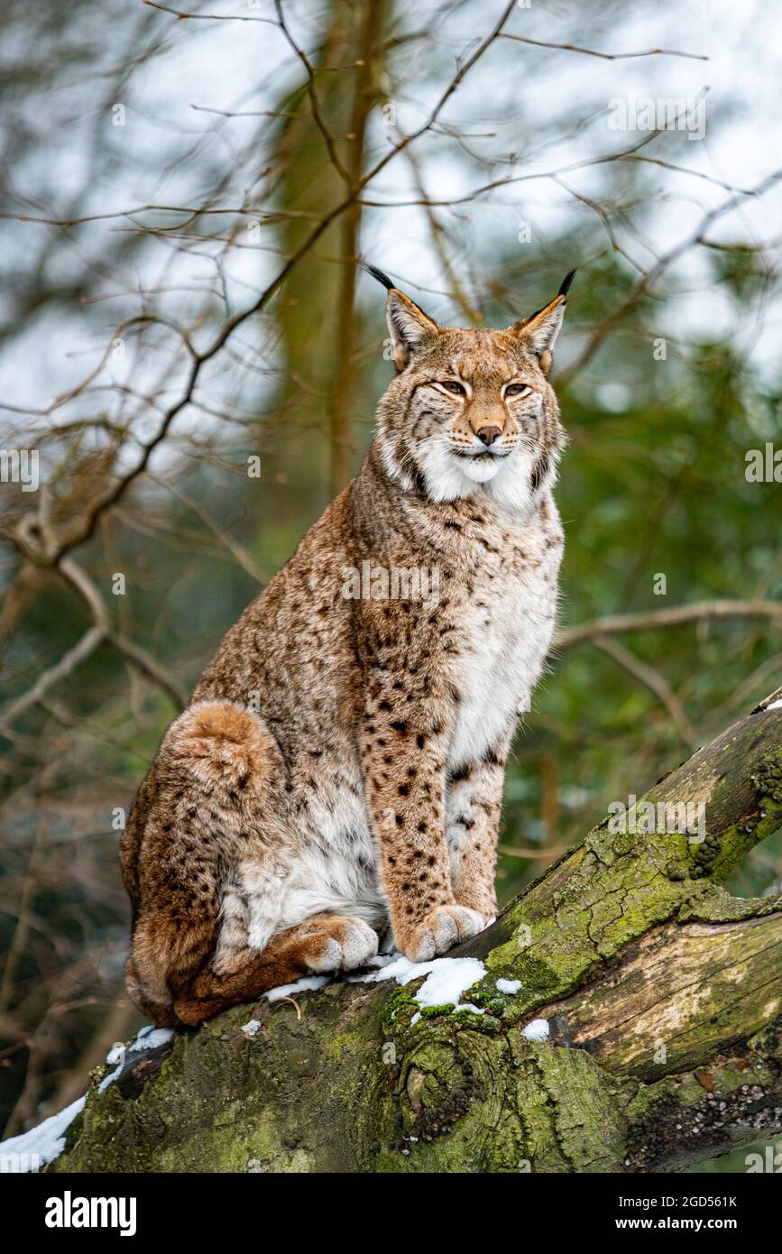 Eurasian lynx in forest habitat Stock Photo - Alamy