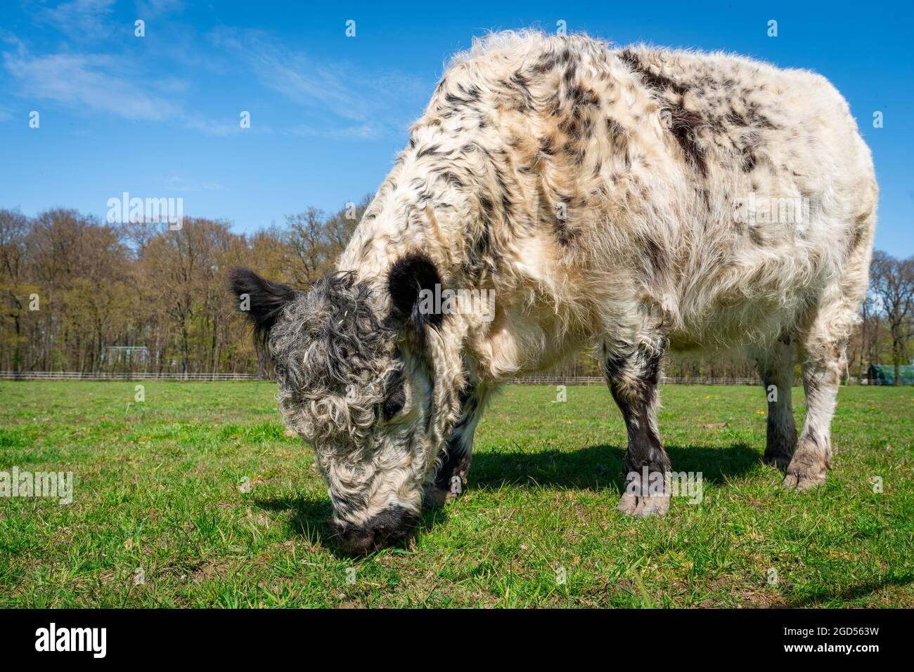 White Highland Cow. cow with long hair Stock Photo - Alamy