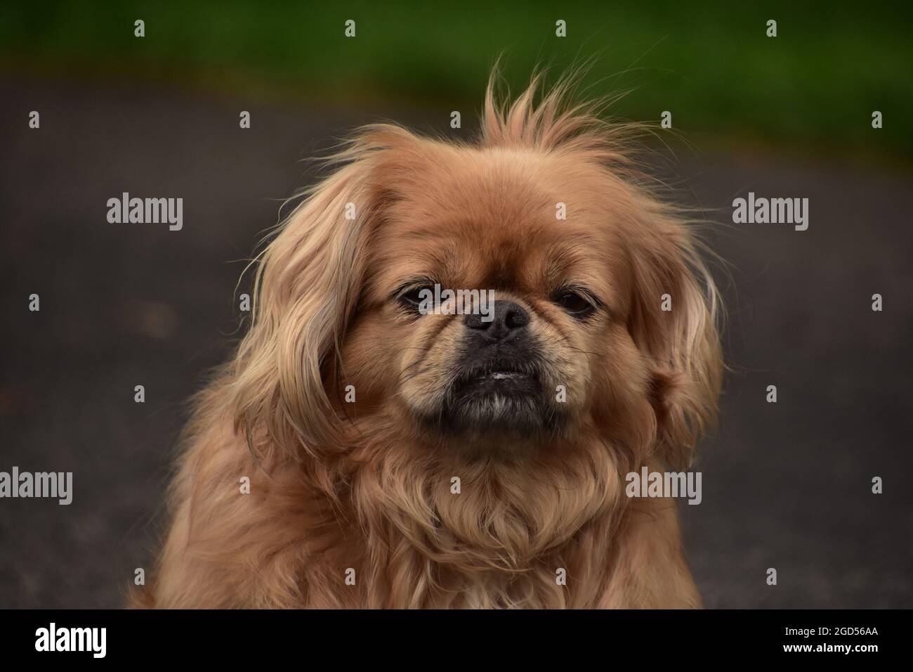 Adorable sweet face of a purebred pekingese puppy dog outside Stock ...