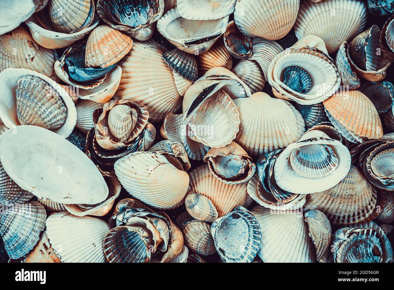 Mixed colorful sea shells as background. Sea Shell Texture Stock Photo ...