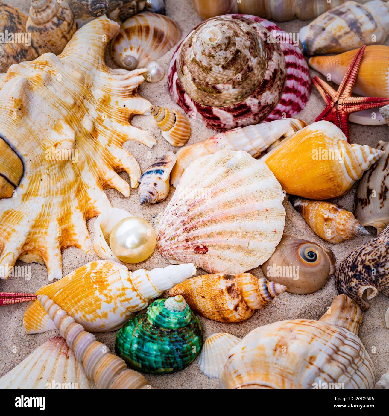 The exotic sea shell . treasure from the sea Stock Photo - Alamy