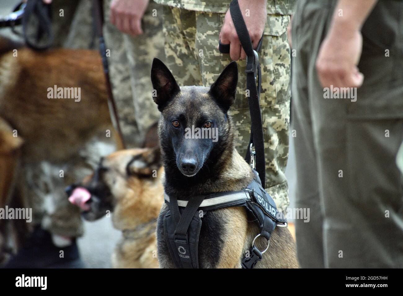 Belgian Malinois Soldier