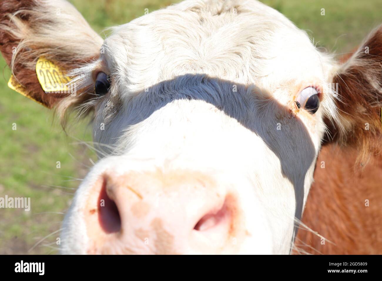 Wide eyed cow hi-res stock photography and images - Alamy