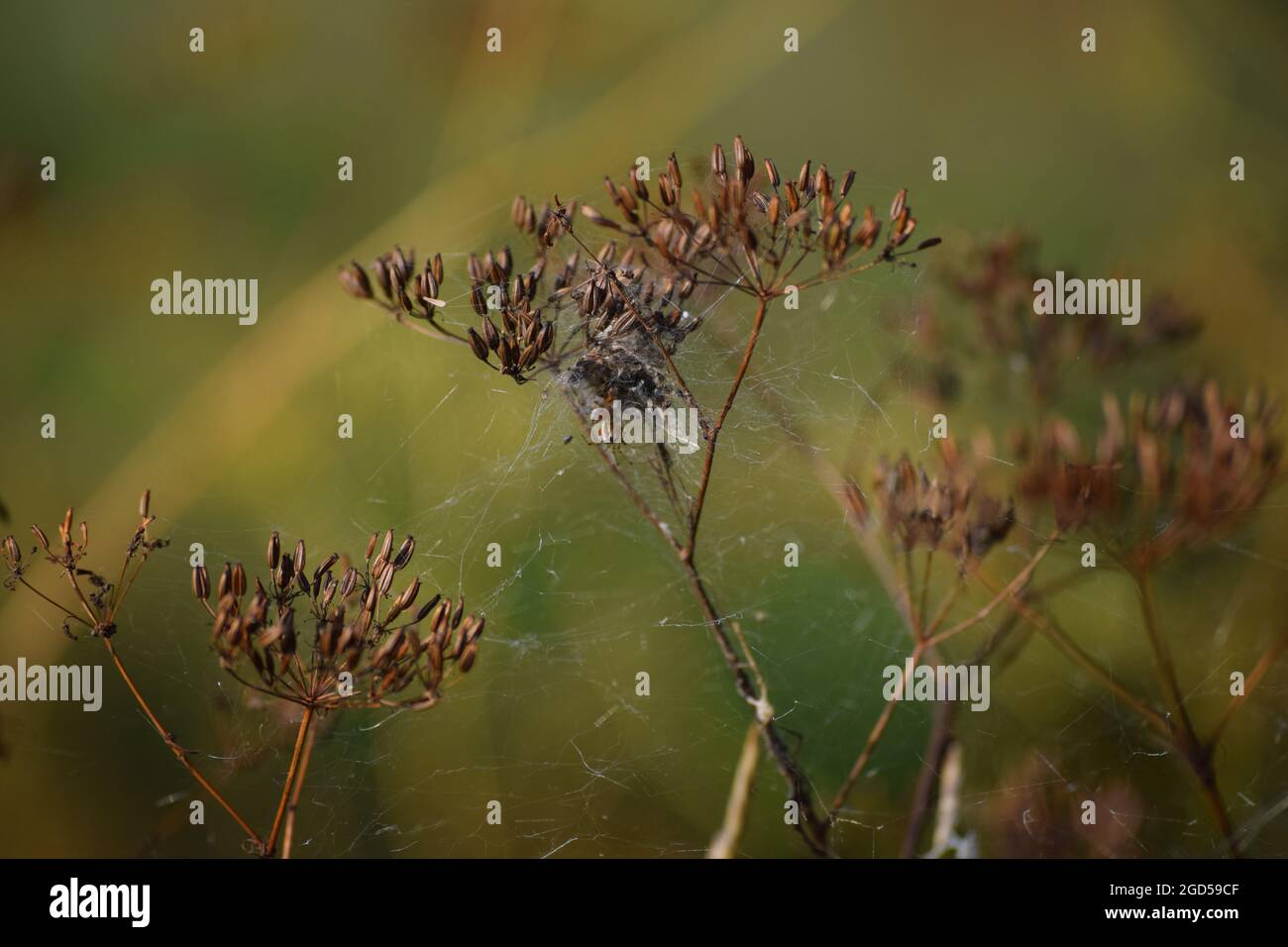 Female bowl and doily spider hi-res stock photography and images - Alamy