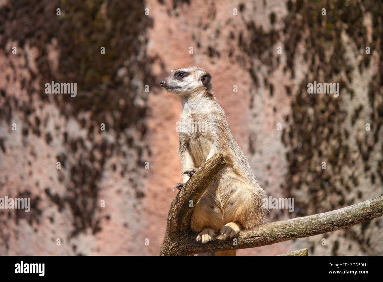 Closeup of the meerkat on the tree branch Stock Photo - Alamy