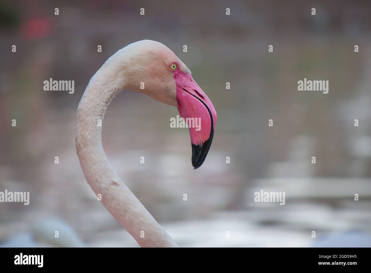 Closeup of a beautiful flamingo. Shallow focus Stock Photo - Alamy