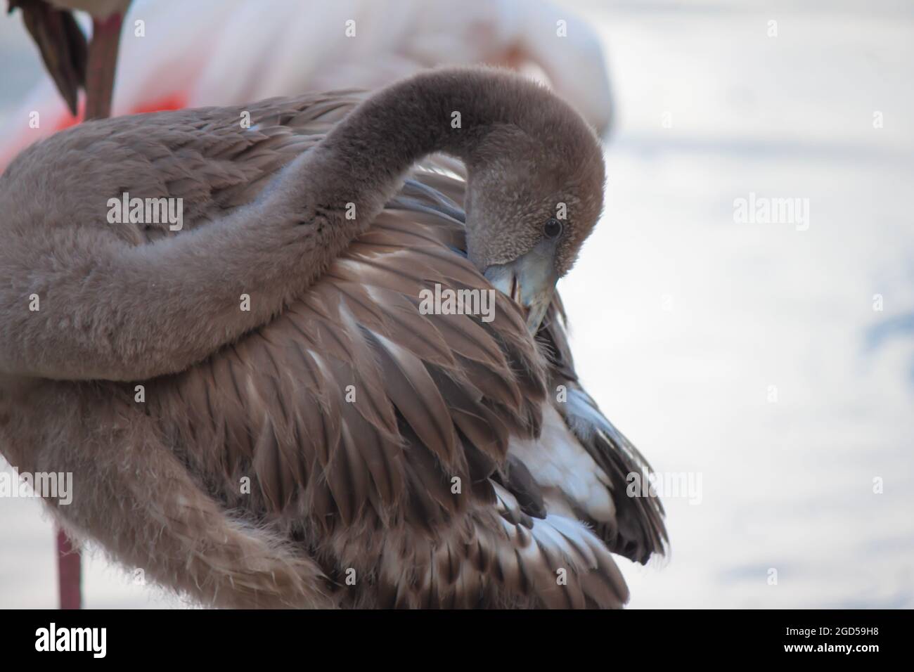 Flaminglet hi-res stock photography and images - Alamy