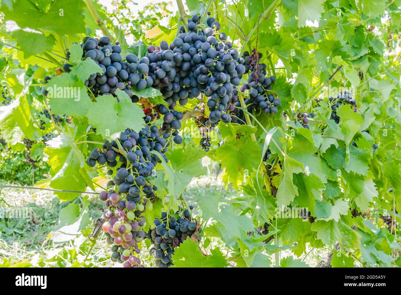 Ripe vines hi-res stock photography and images - Alamy