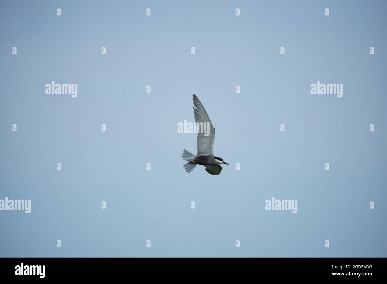 Bird flying in a blue sky Stock Photo - Alamy