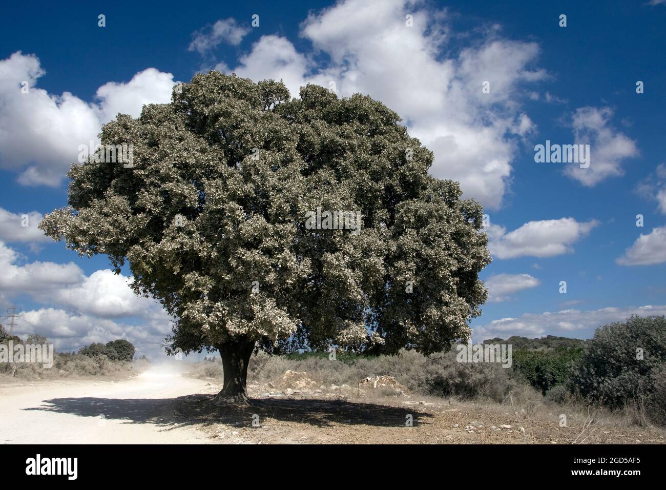 Quercus ithaburensis, the Mount Tabor oak, is a tree in the beech ...