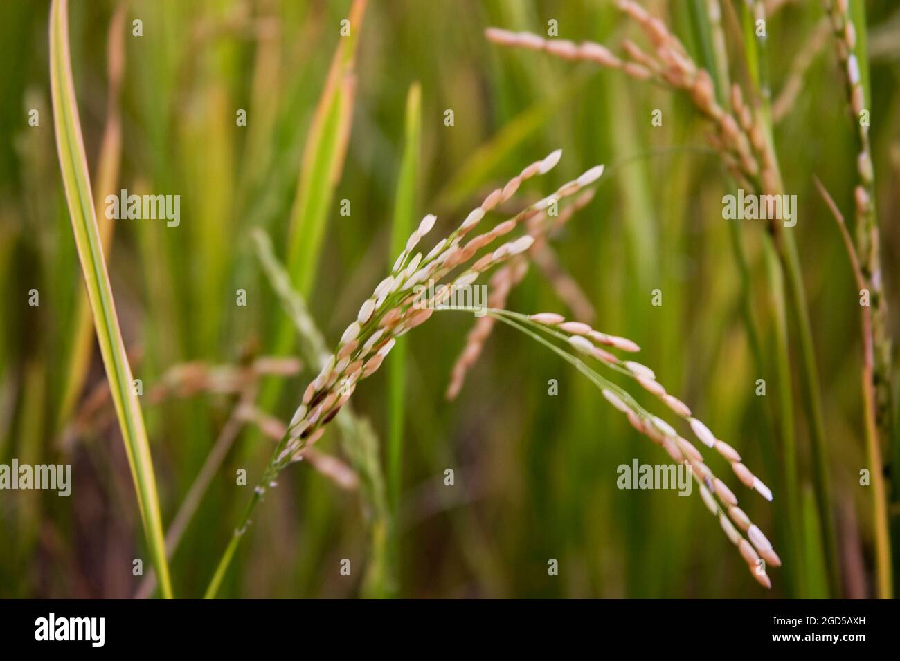 Rice stalk closeup photographed in a rice paddy in India Stock Photo ...