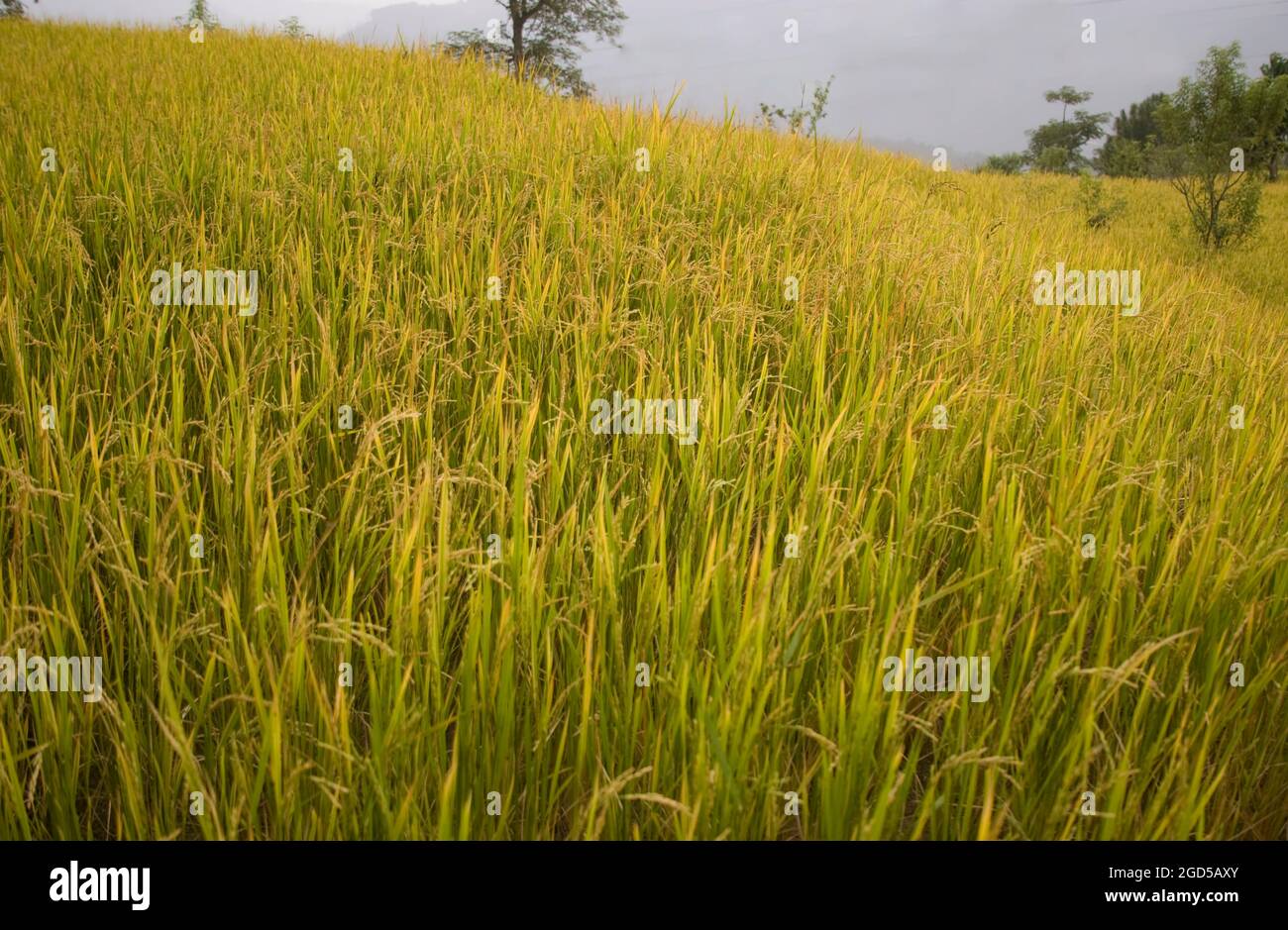 Rice stalks closeup photographed in a rice paddy in India Stock Photo ...