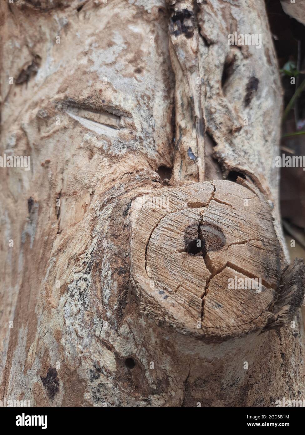 Vertical shot of an old and dry tree trunk with cut branch section ...