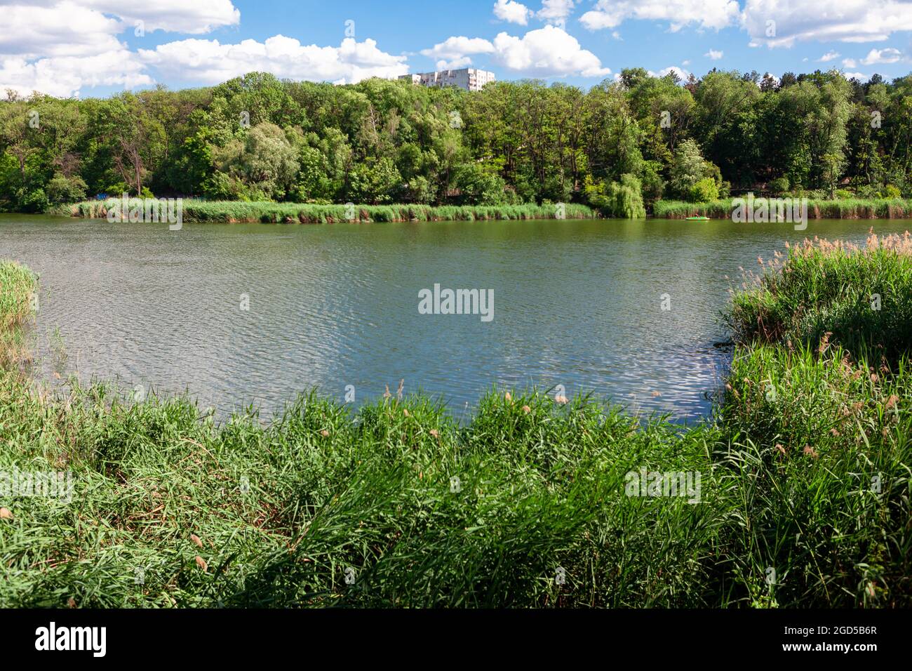 Lakeside Reed in City Park . Green urban park in the summer Stock Photo ...