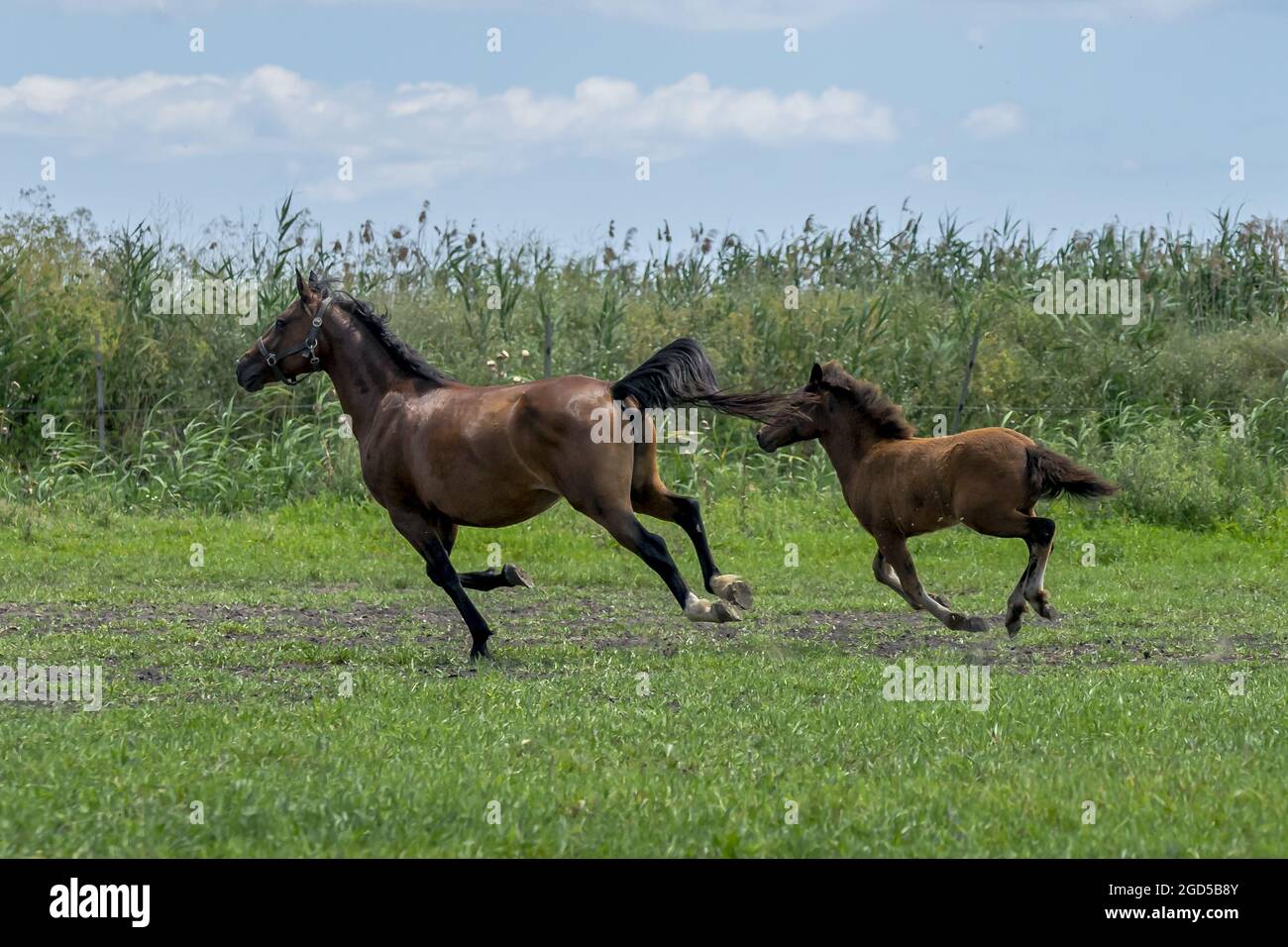 Horse with its foal galloping in a field Stock Photo - Alamy