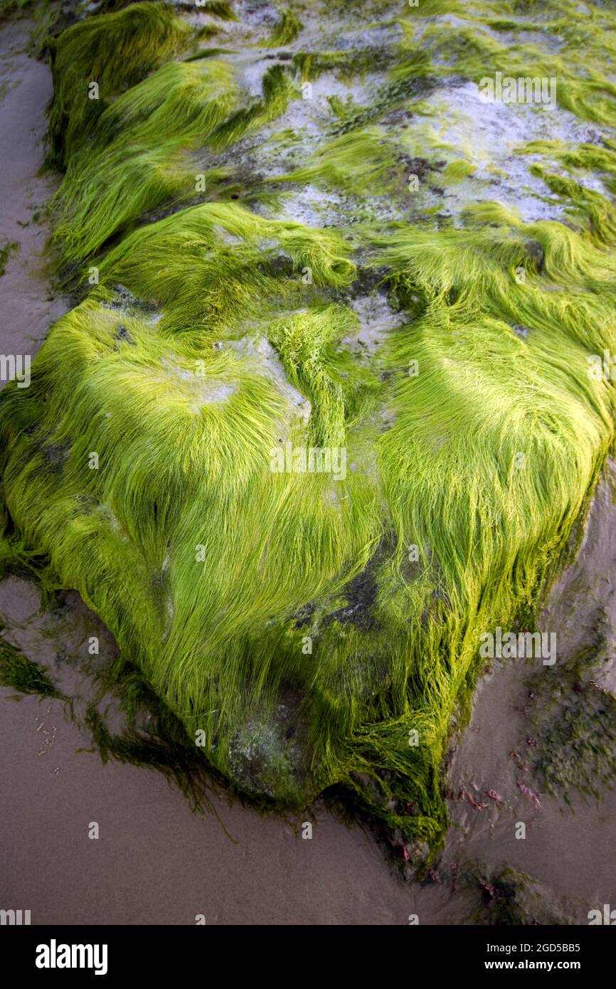 Edible alga hi-res stock photography and images - Alamy