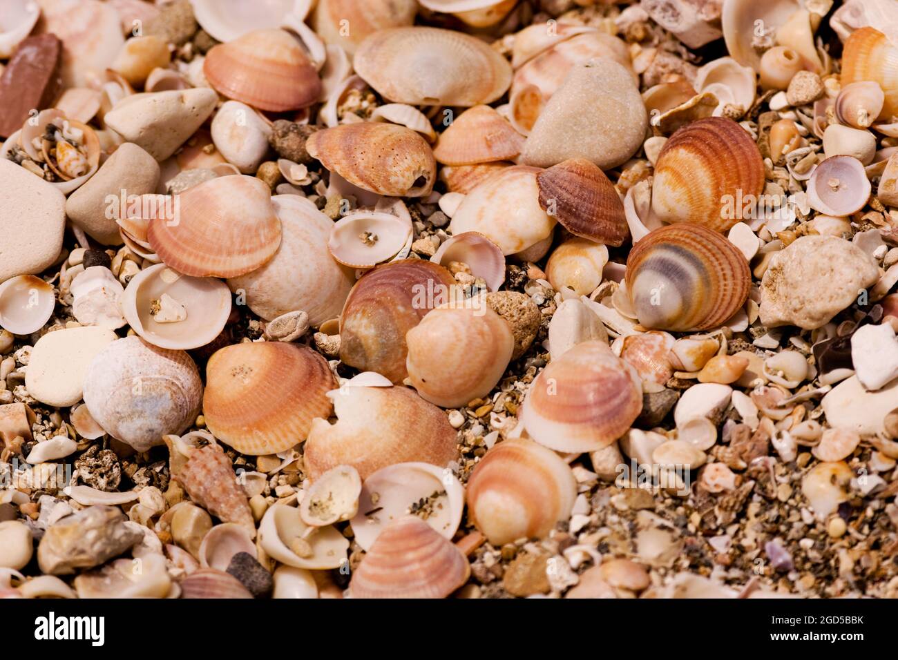 Seashells washed up on the Mediterranean shore Stock Photo - Alamy