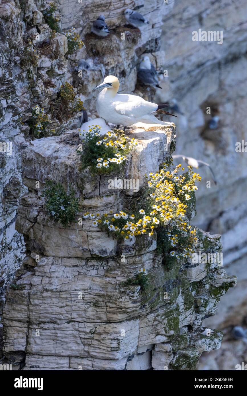Bempton Cliffs, Yorkshire, UK: gannet (Morus bassanus) nesting among ...