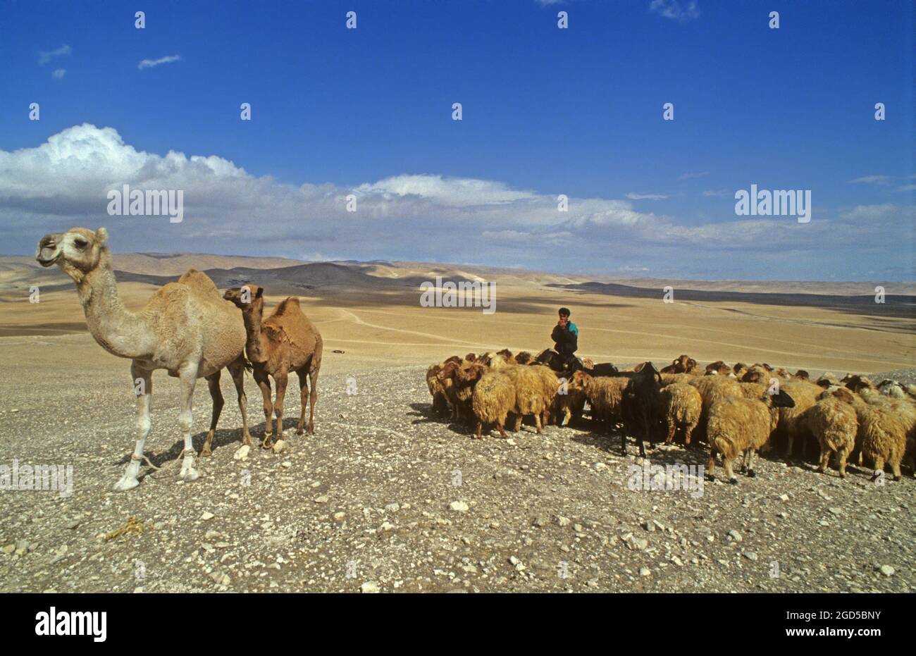 Negev desert cattle hi-res stock photography and images - Alamy