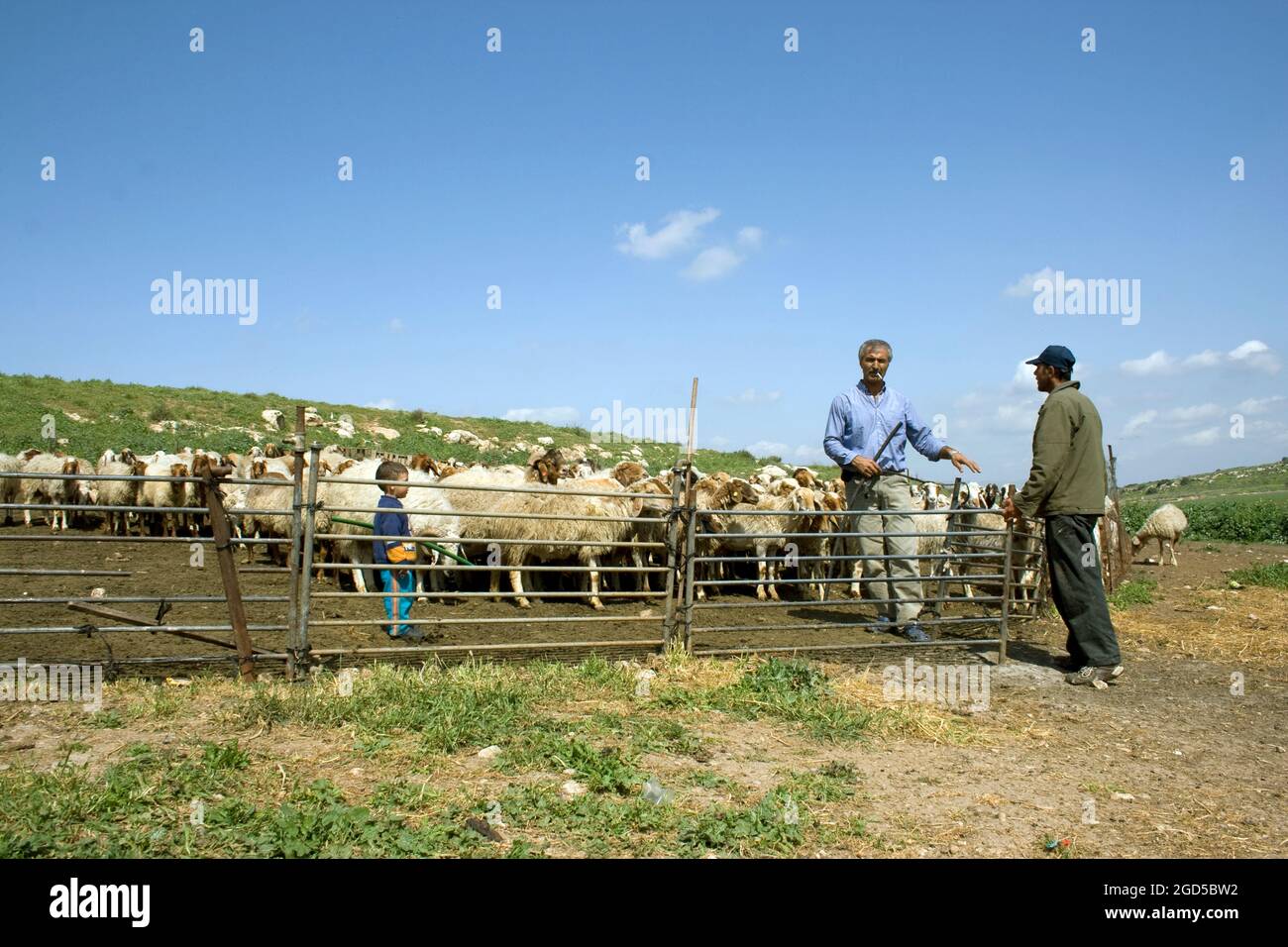 Israel and shepherd hi-res stock photography and images - Alamy