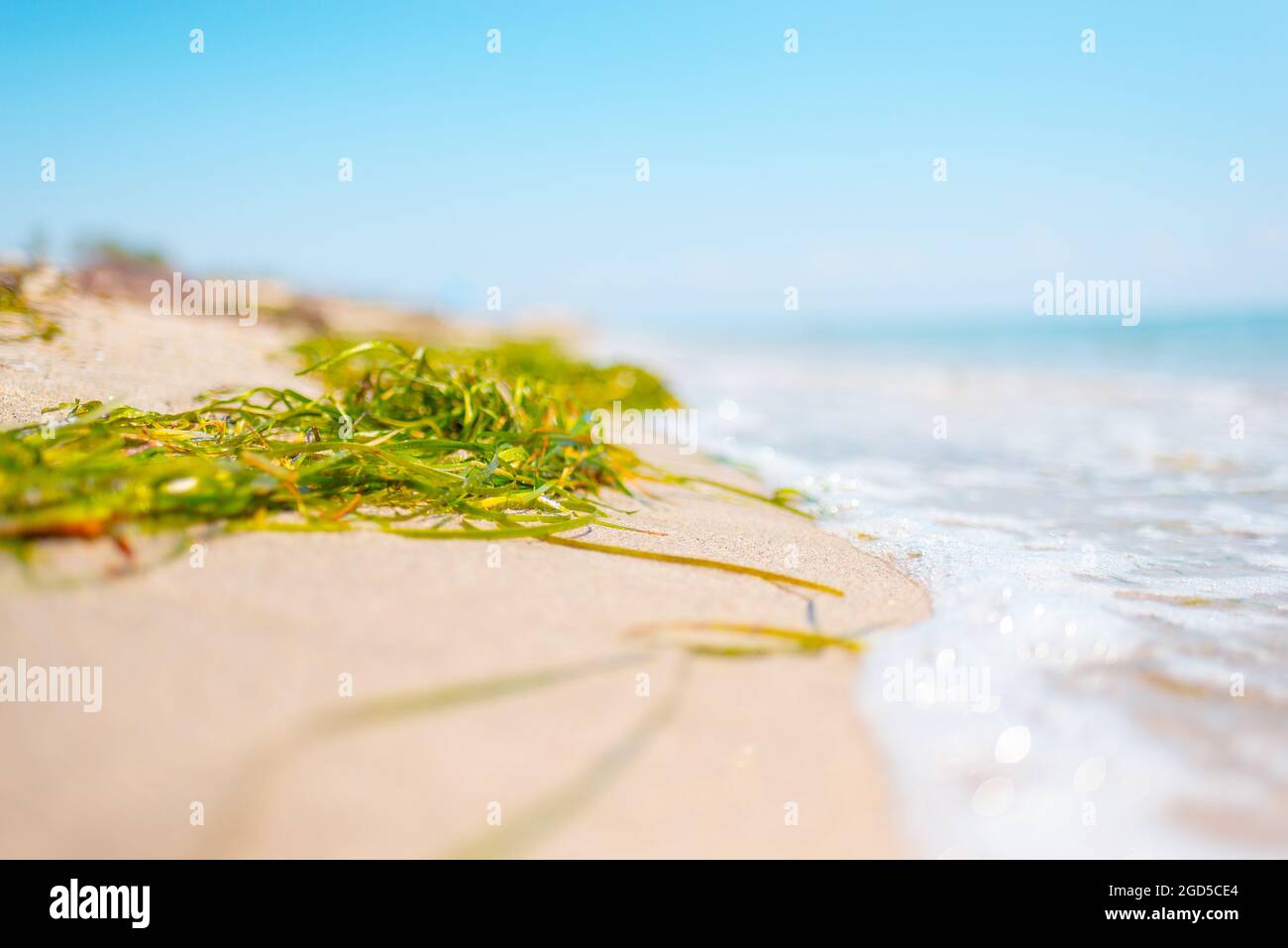 Green seaweed and a beach with braking wave and sand close-up, summer ...
