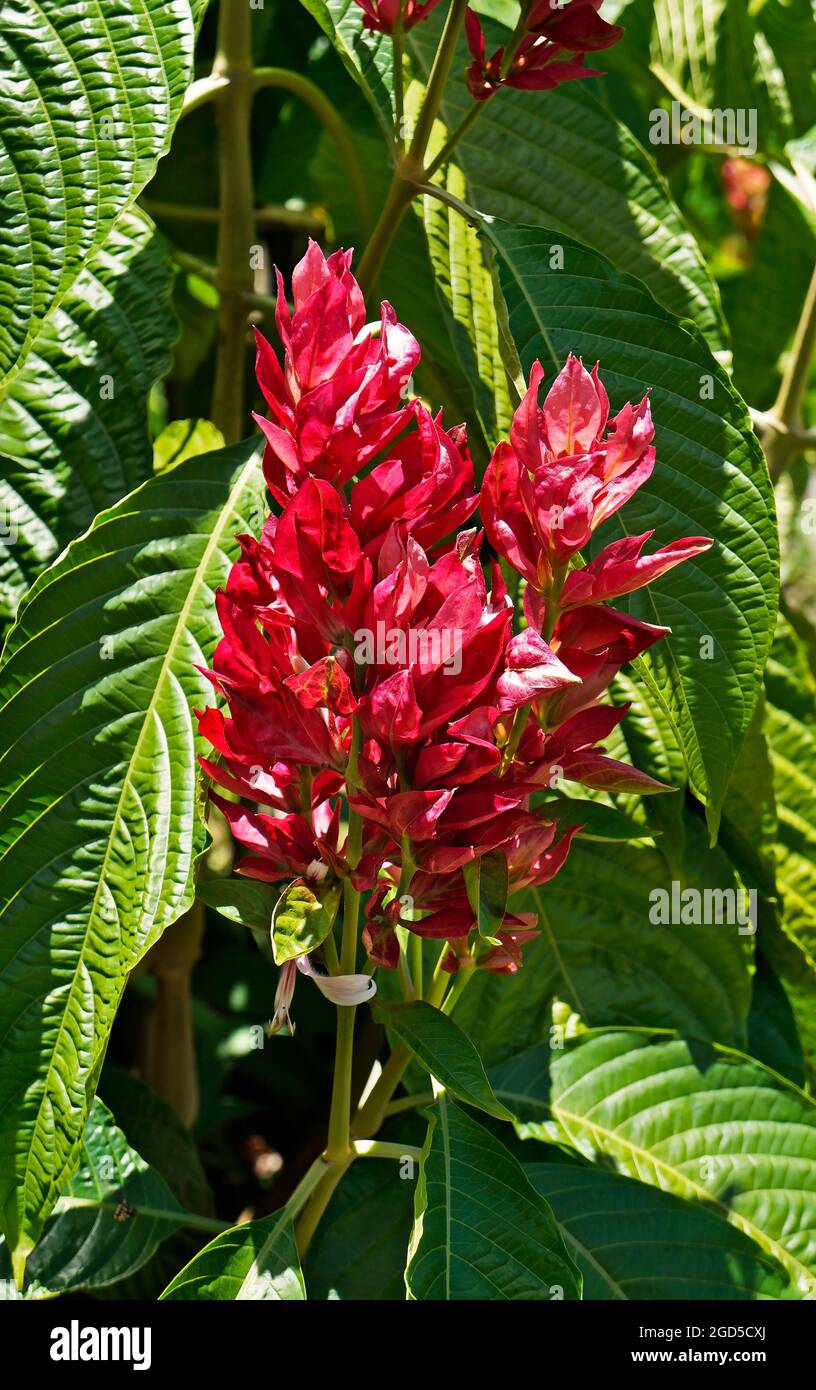 Brazilian red cloack flowers (Megaskepasma erythrochlamys), Diamantina ...