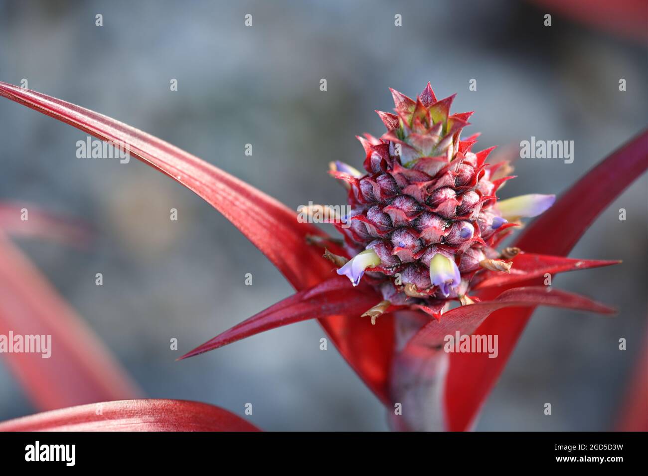 Aechmea Fasciata a tropical bromeliad plant at Jardim Botânico in Rio ...