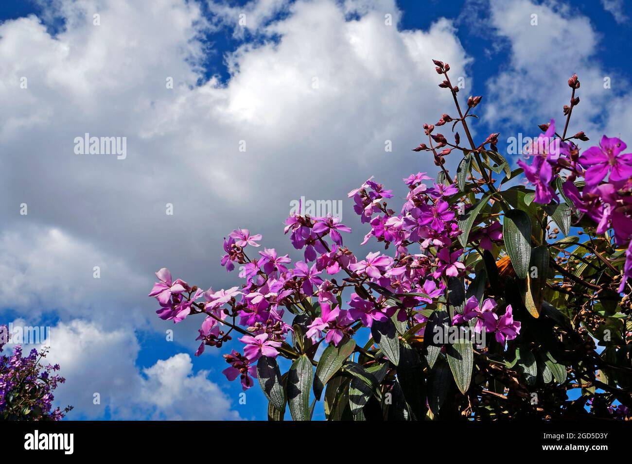 Purple princess flower (Tibouchina granulosa), Diamantina, Brazil Stock ...