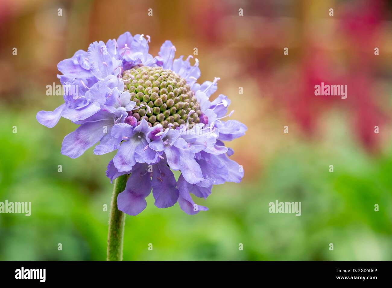 Scabiosa columbaria (scabious) 'Misty Butterflies' a summer flowering ...