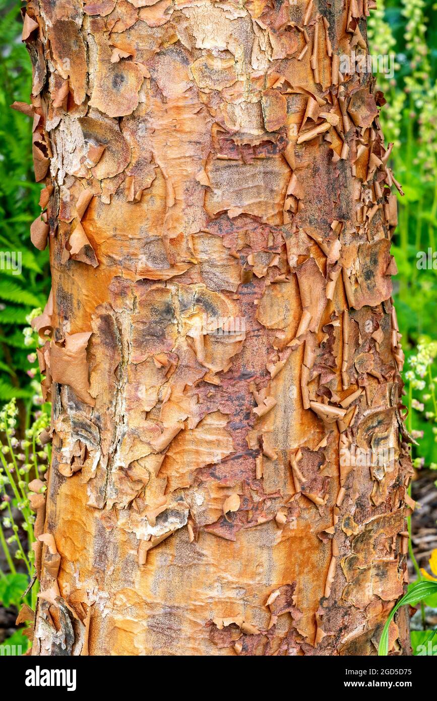 Acer griseum tree bark texture, which is commonly known as Paperbark ...