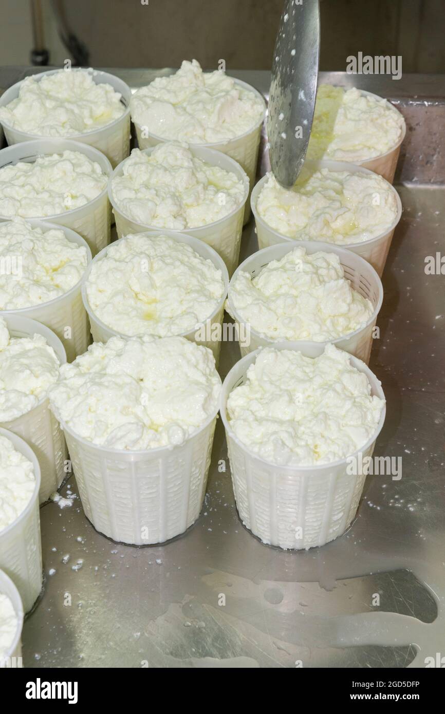 phases of ricotta production in a cheese factory in Greece Stock Photo ...