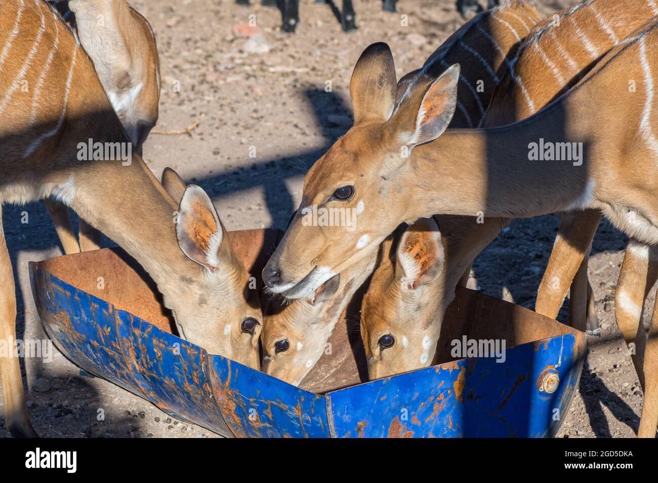 Nyala herd hi-res stock photography and images - Alamy
